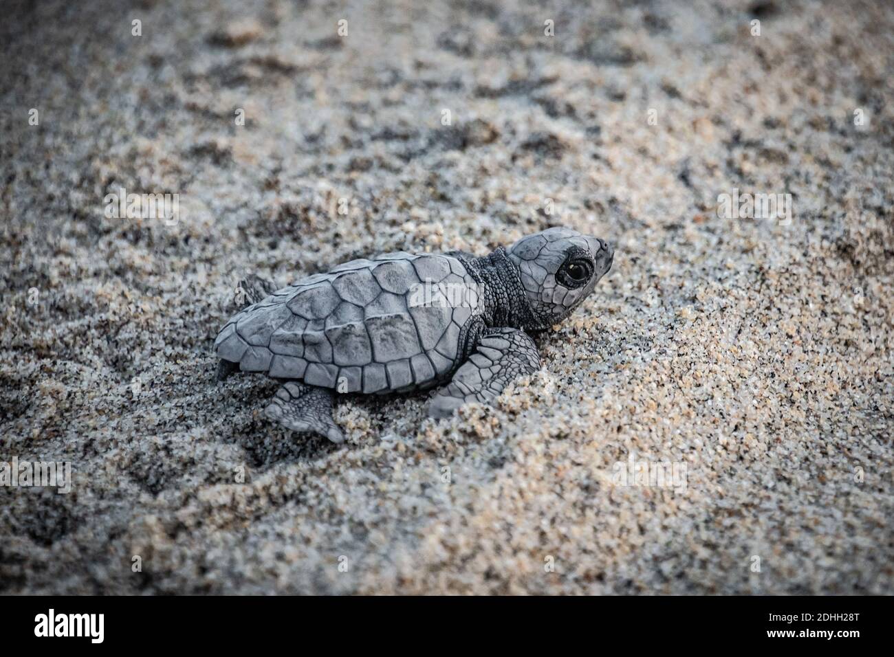 Baby turtle release Stock Photo - Alamy