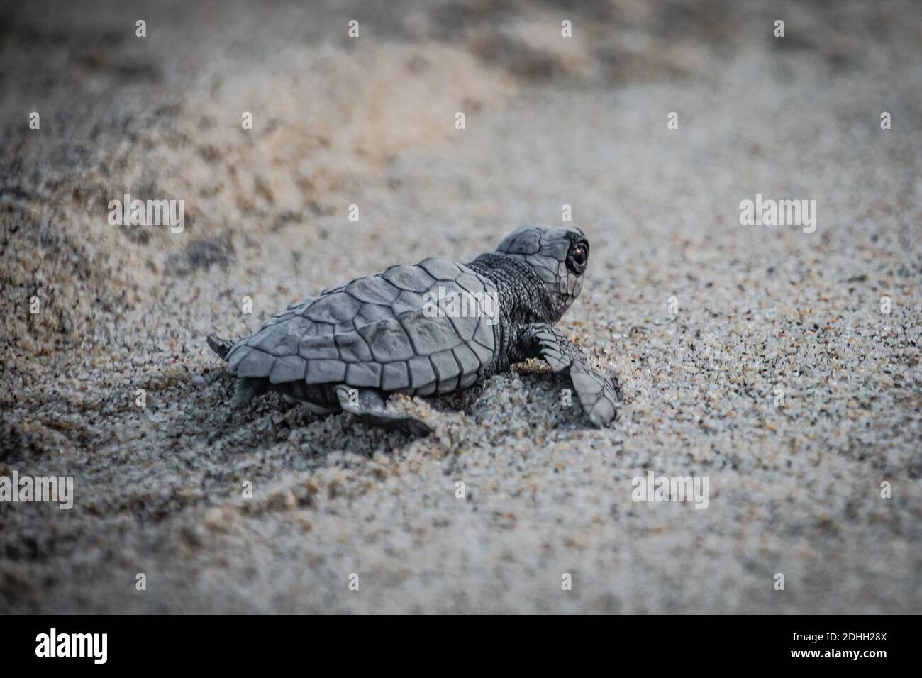 Baby turtle release Stock Photo - Alamy
