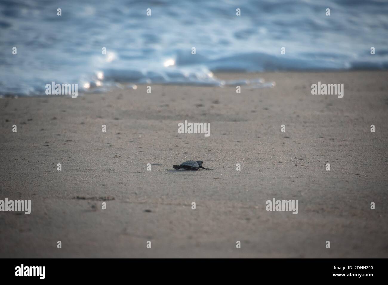 Baby turtle release Stock Photo - Alamy