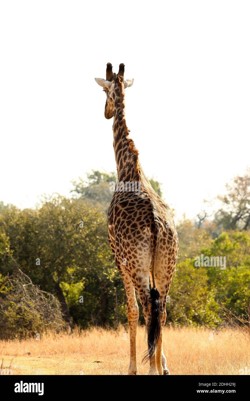 A selective focus shot of a beautiful giraffe in a grassy field Stock ...