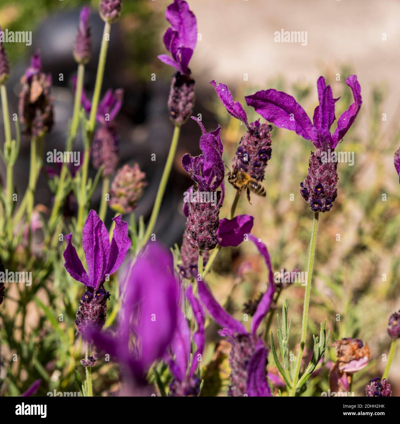 Plants classification hi-res stock photography and images - Alamy