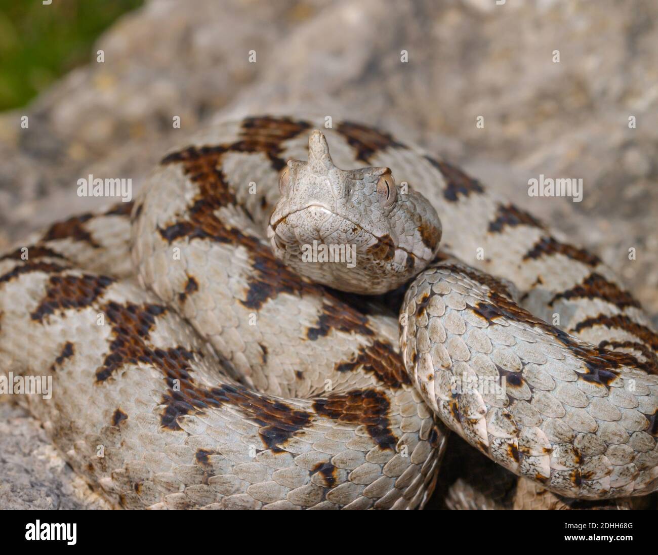 venomous nose horned viper, Vipera ammodytes Stock Photo - Alamy