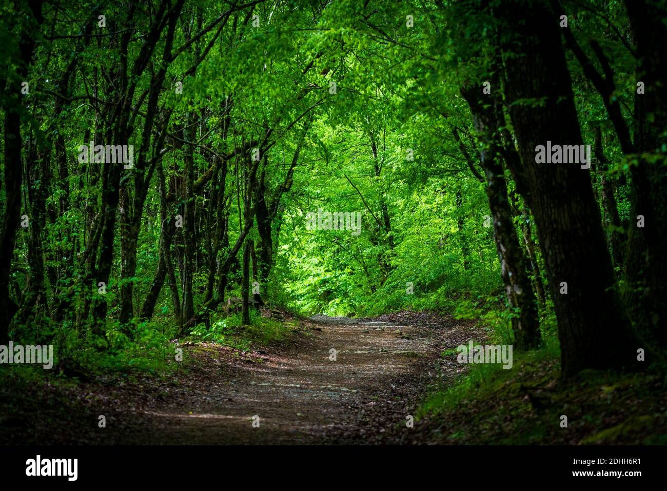 Walkway Lane Path With Green Trees in Forest. Beautiful Alley, road In ...