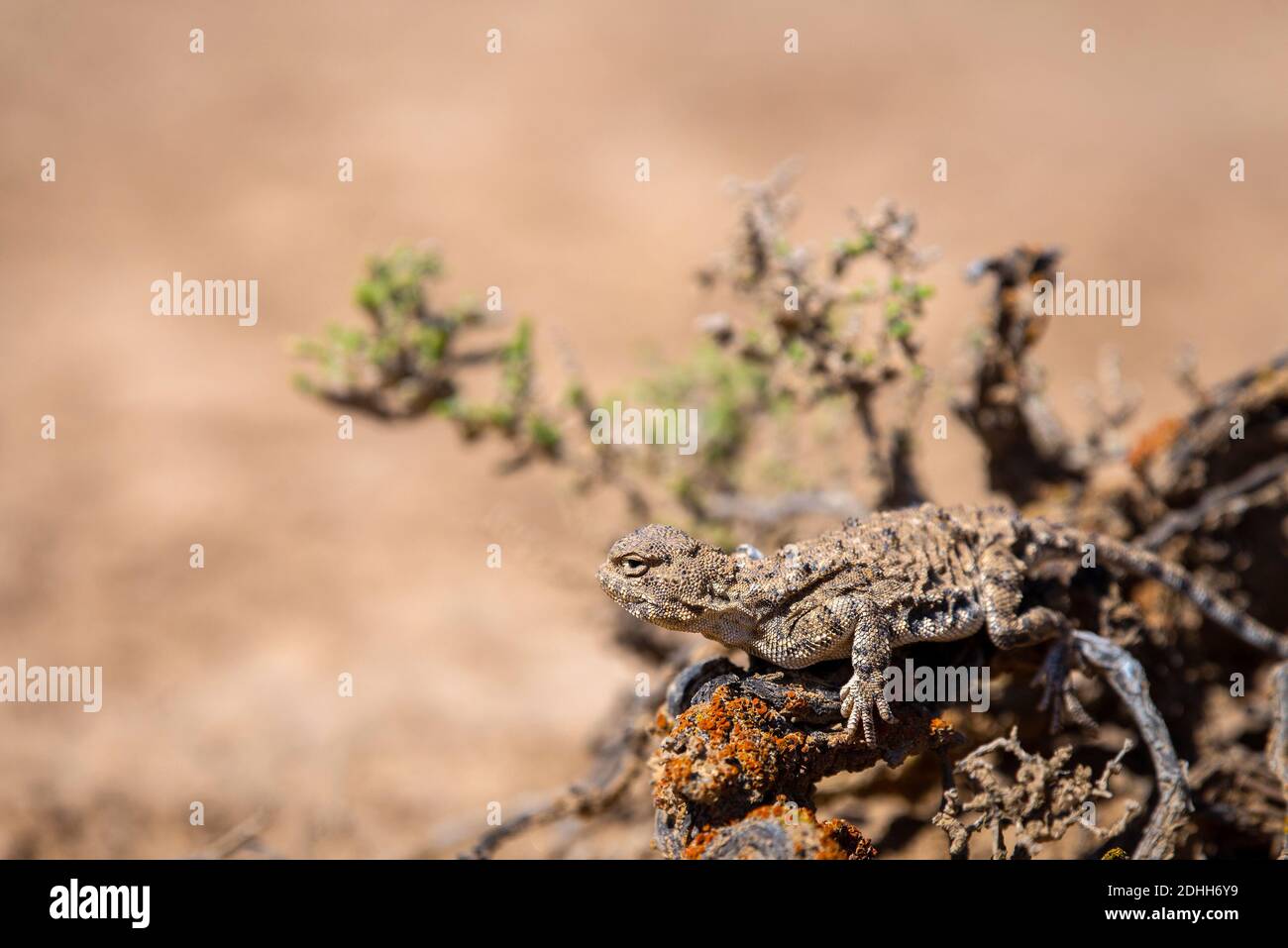 Close portrait of Phrynocephalus helioscopus agama in nature Stock ...