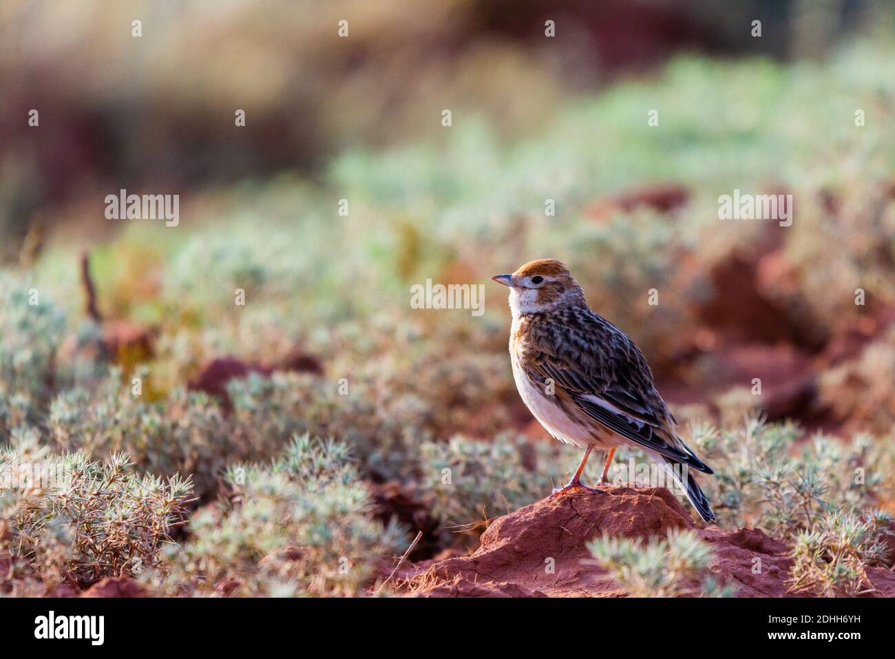 White-winged Lark or Alauda leucoptera sits on ground Stock Photo - Alamy