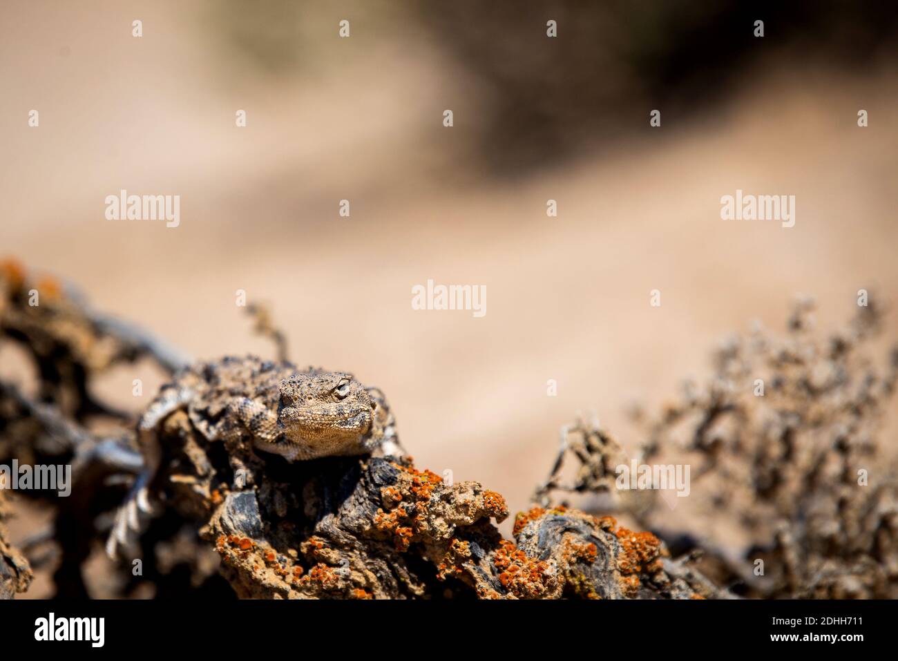 Close portrait of Phrynocephalus helioscopus agama in nature Stock ...