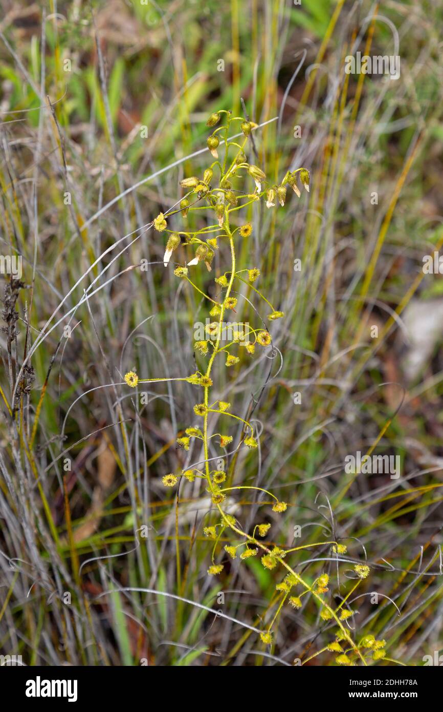 Botany drosera sp hi-res stock photography and images - Alamy