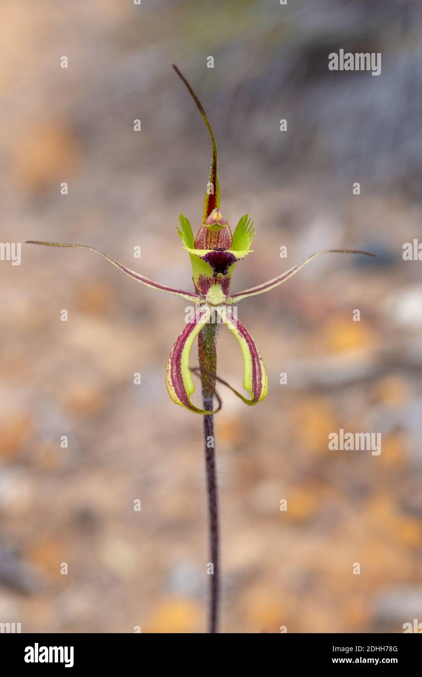 flower of a Spider Orchid (Caladenia sp.) on the Jerdacuttup Road, east ...