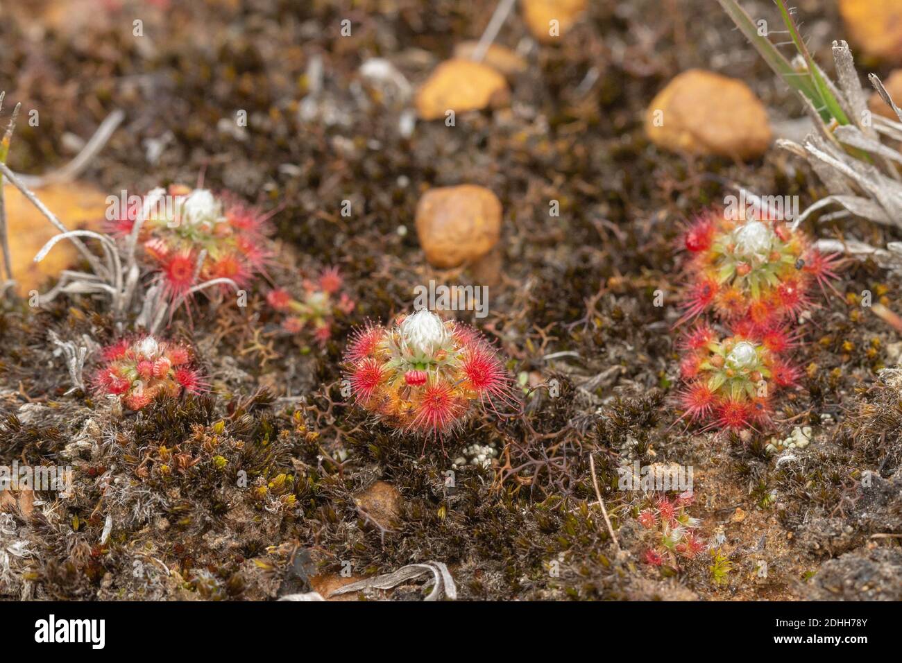 rosette growing pygmy Sundew Drosera leucoblasta west of Hopetoun ...