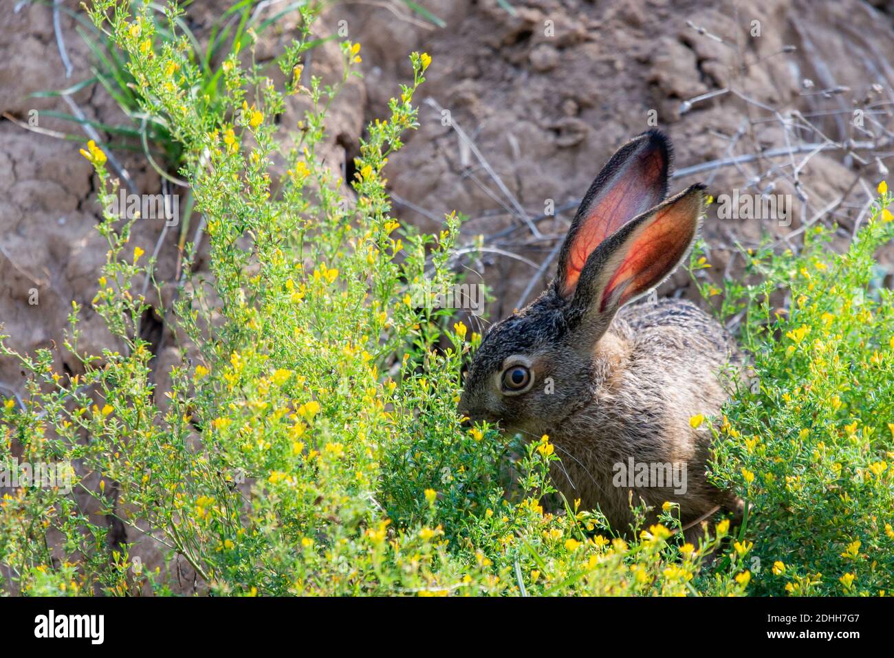 Wild brown hare with big ears sitting in a grass Stock Photo - Alamy