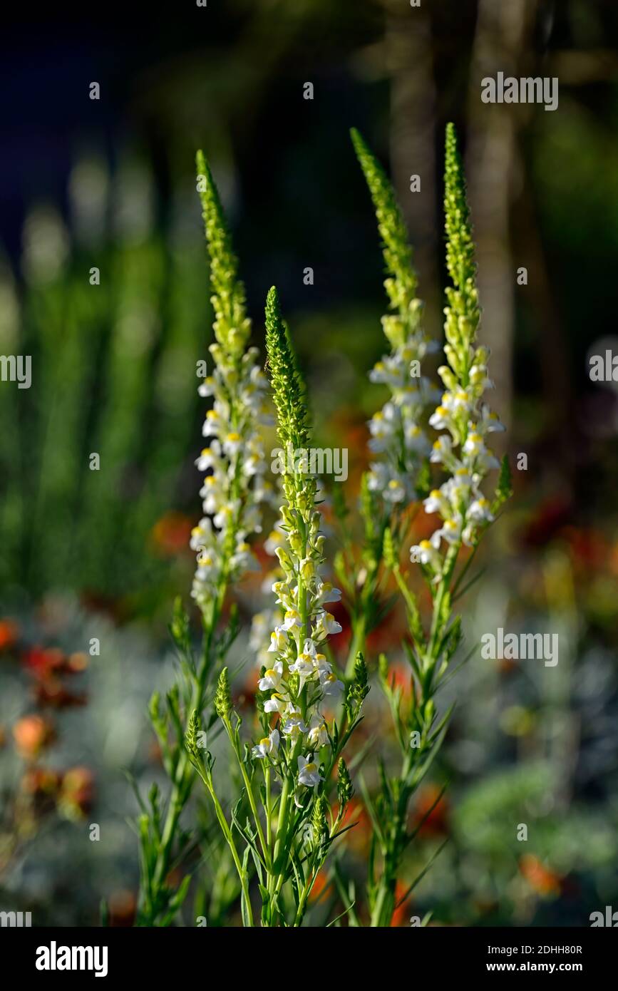 Linaria purpurea Poached Egg,Toadflax,white yellow flowers,flowering ...
