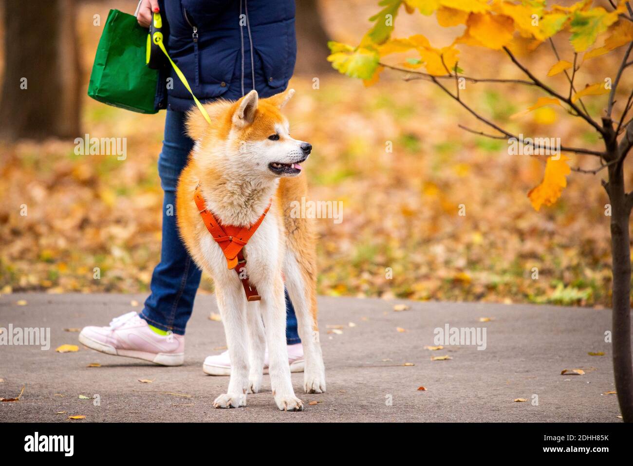 Beautiful portrait of a dog, the Akita Inu or Japan Husky Stock Photo ...