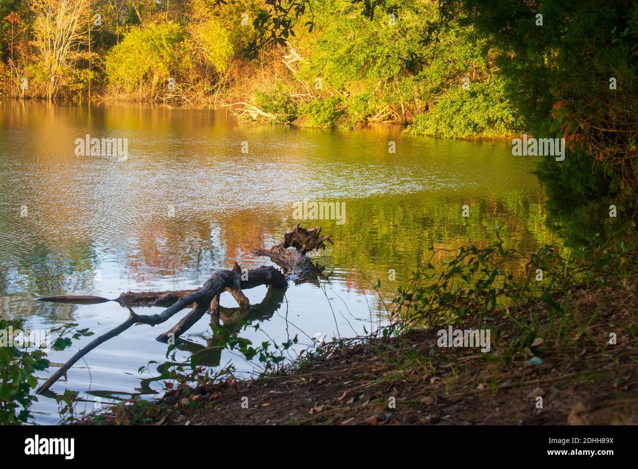 Calm Lakeside view Stock Photo - Alamy