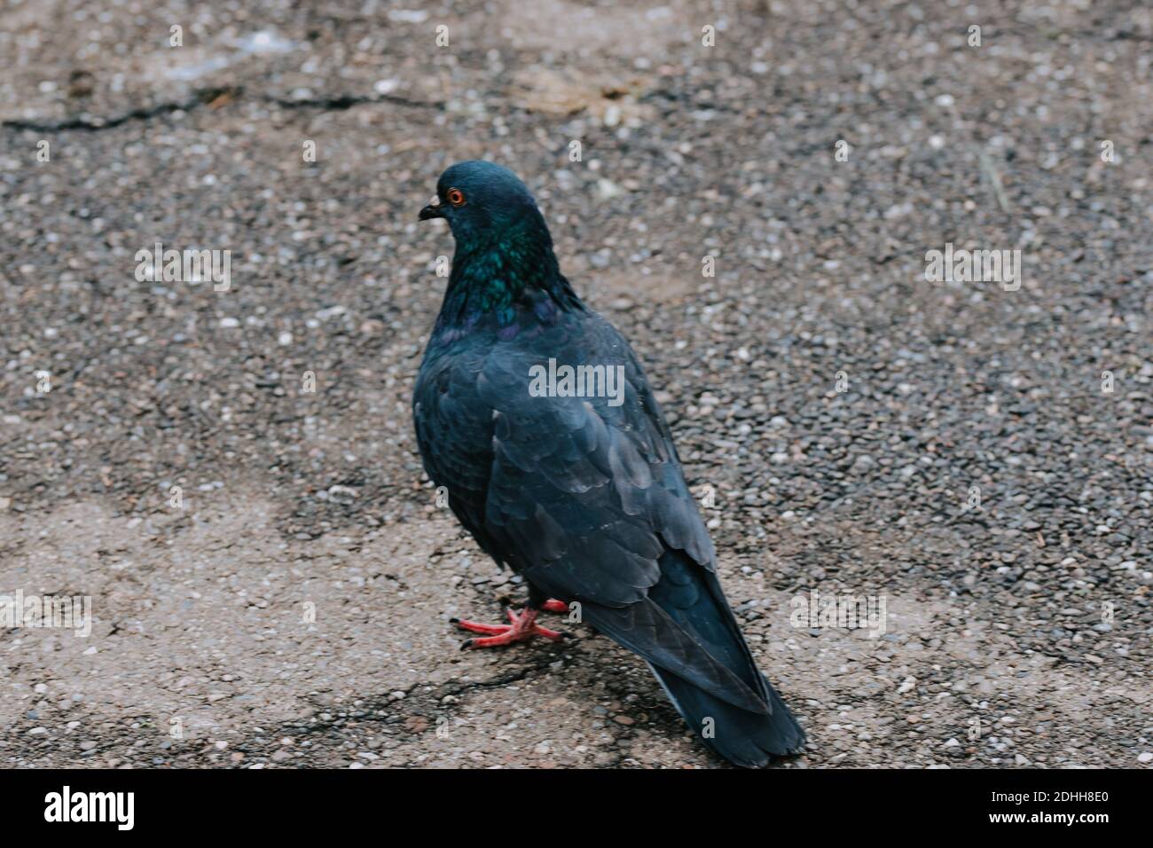 A black pigeon on the stone ground Stock Photo - Alamy