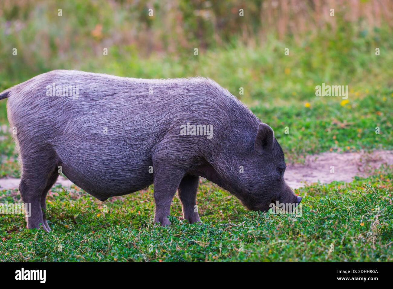 Vietnamese pot bellied pig pink hi-res stock photography and images - Alamy