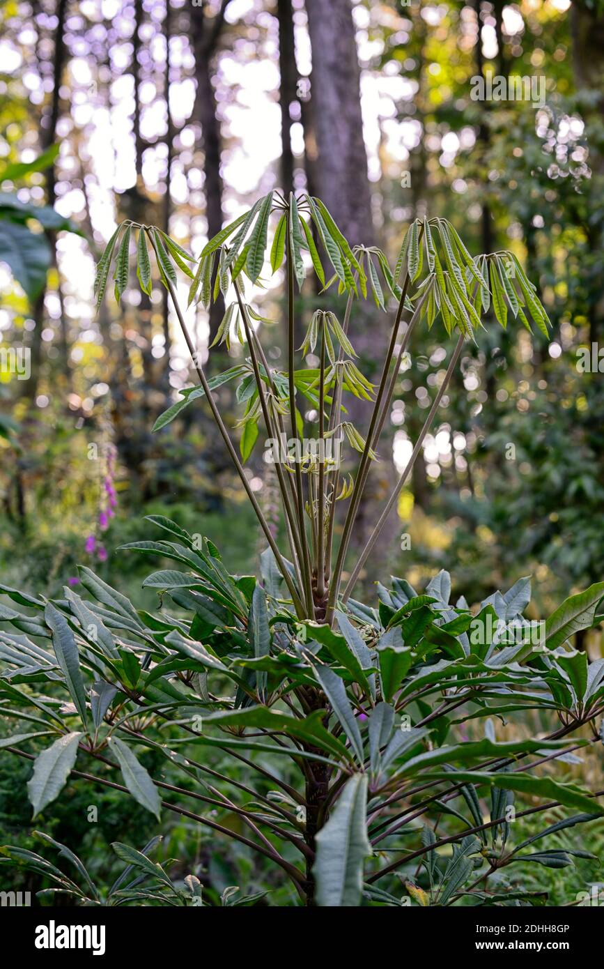 schefflera rhododendrifolia,green,leaves,foliage,tropical,exotic,plant ...