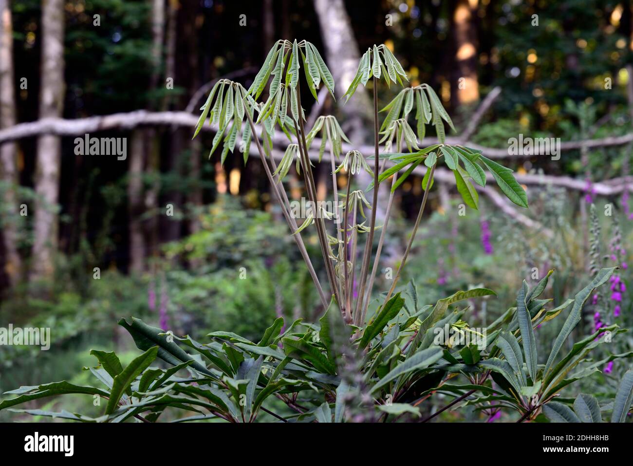 schefflera rhododendrifolia,green,leaves,foliage,tropical,exotic,plant ...