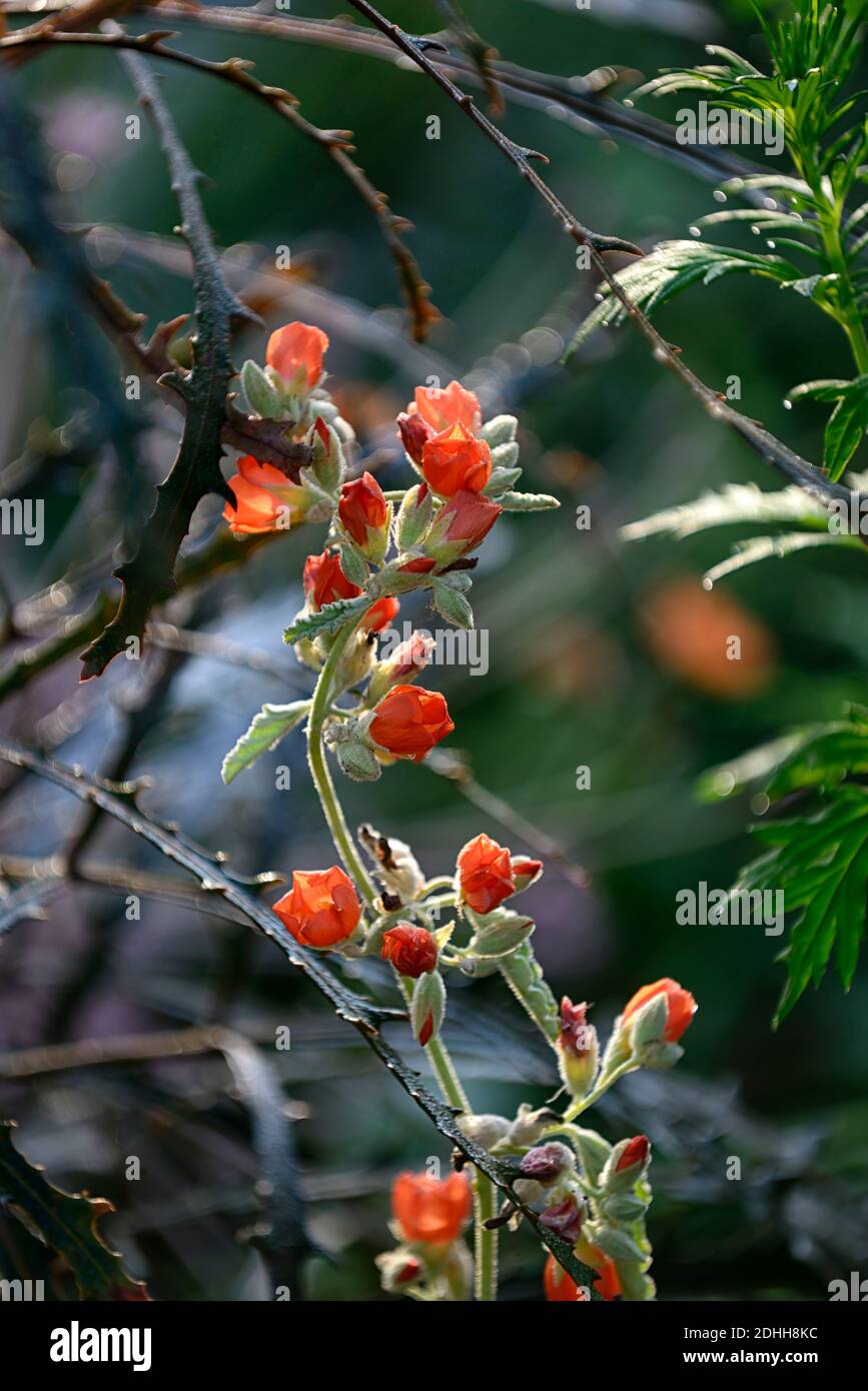 Sphaeralcea ambigua,Desert Globemallow,apricot orange flowers,flowering ...