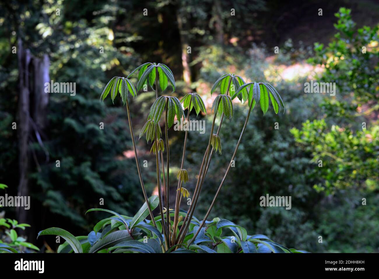 Schefflera sp nova njm13118 hi-res stock photography and images - Alamy