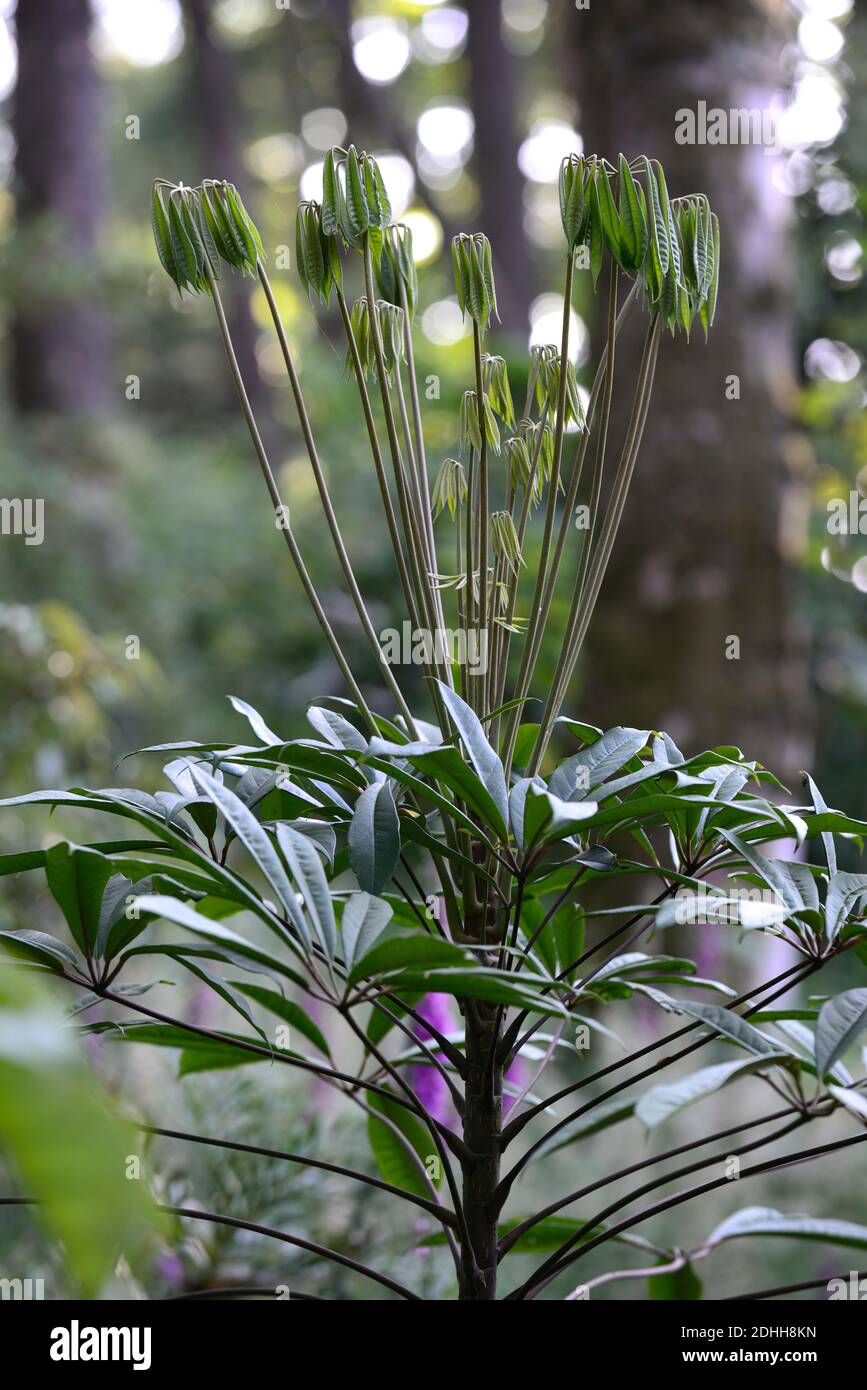 Schefflera rhododendrifolia hi-res stock photography and images - Alamy