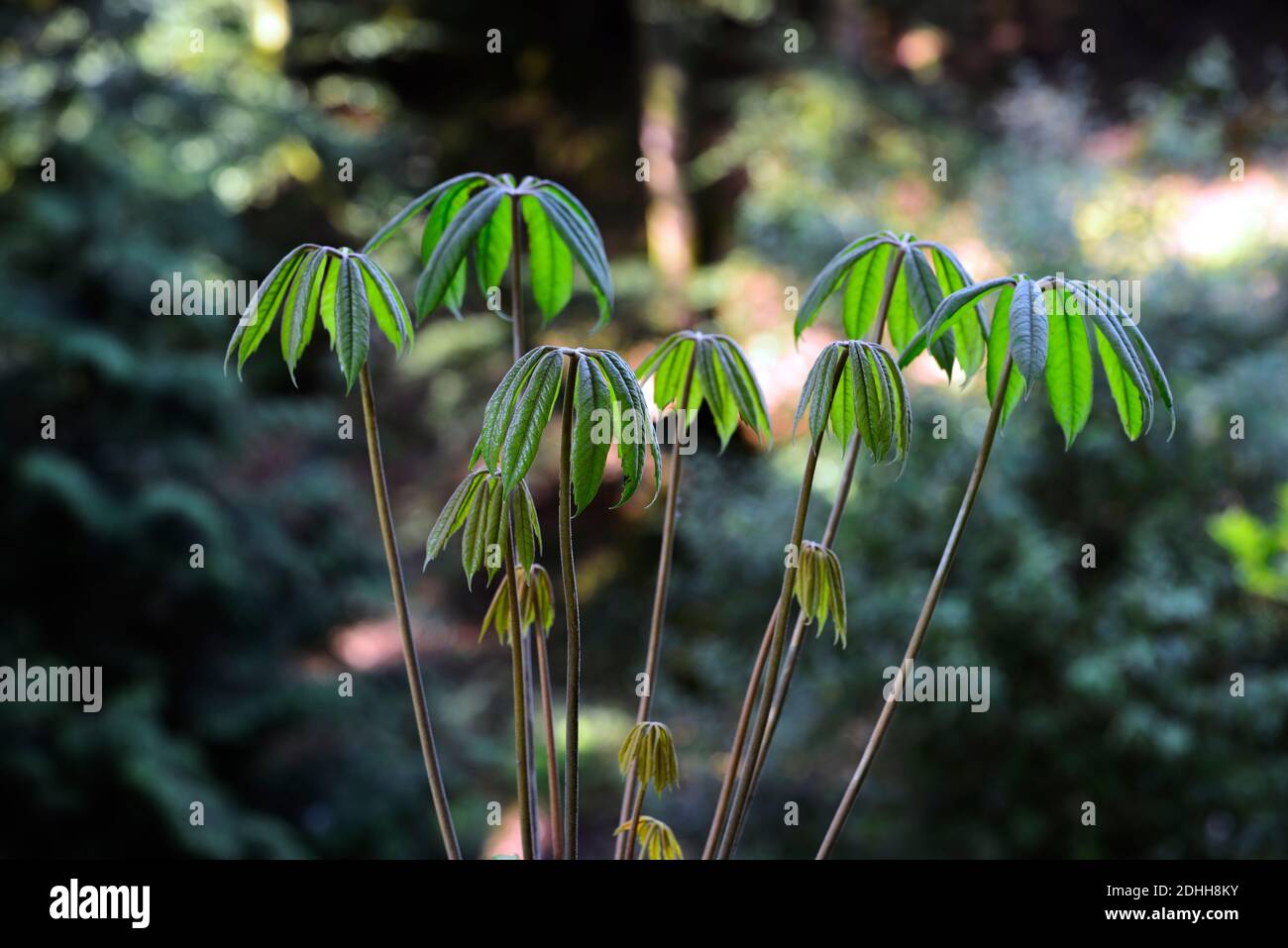 Schefflera sp nova njm13118 hi-res stock photography and images - Alamy
