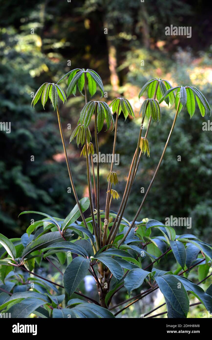 Schefflera sp nova njm13118 hi-res stock photography and images - Alamy