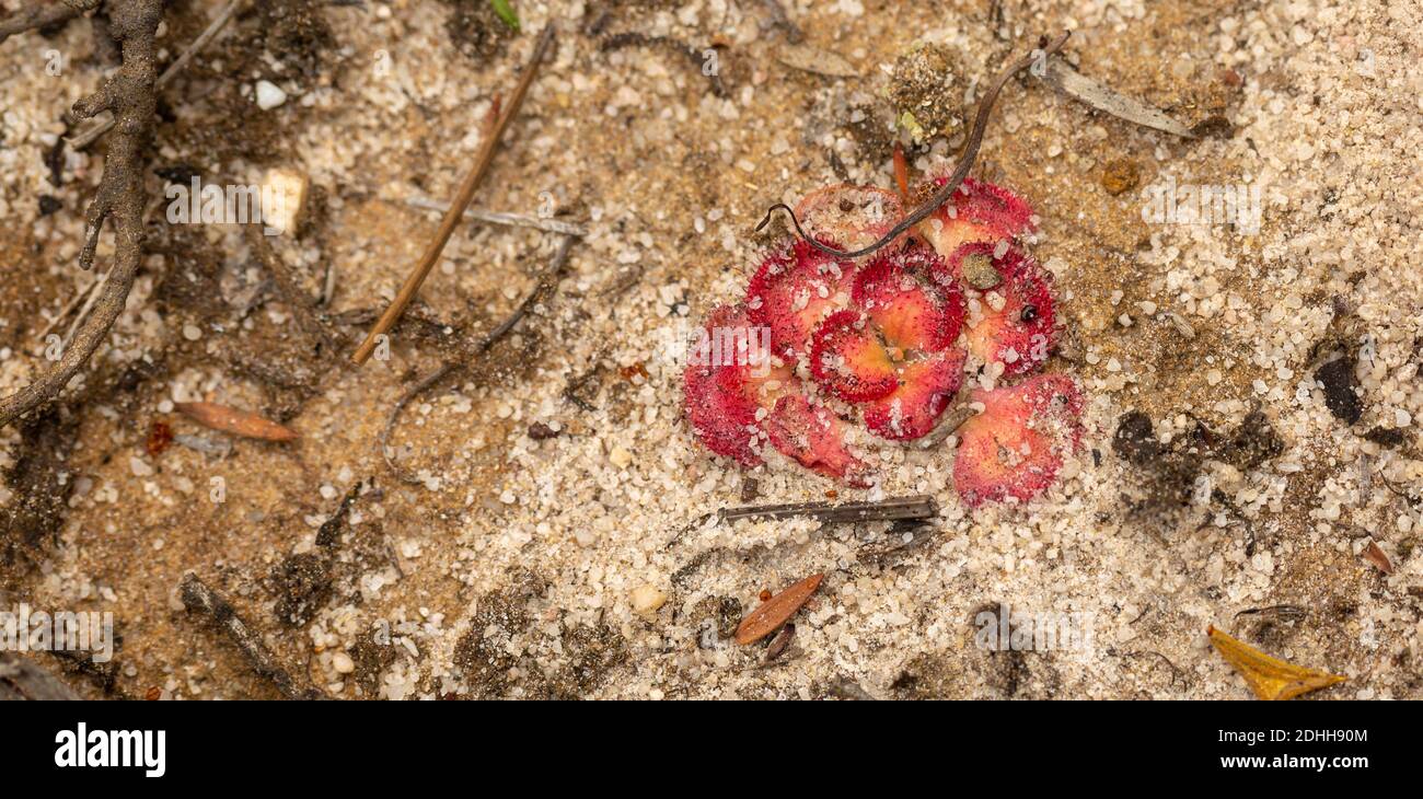 red rosettes of the carnicorous plant Drosera zonaria west of Hopetoun ...