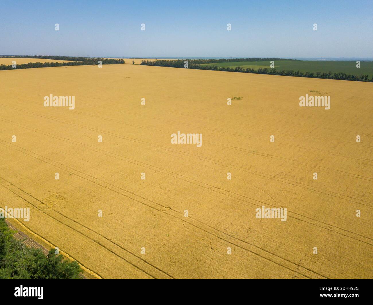 Aerial top view of the golden wheat field. Rural nature background ...