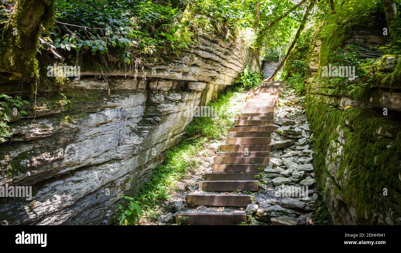 Old stone stairs leading to jungle Stock Photo - Alamy