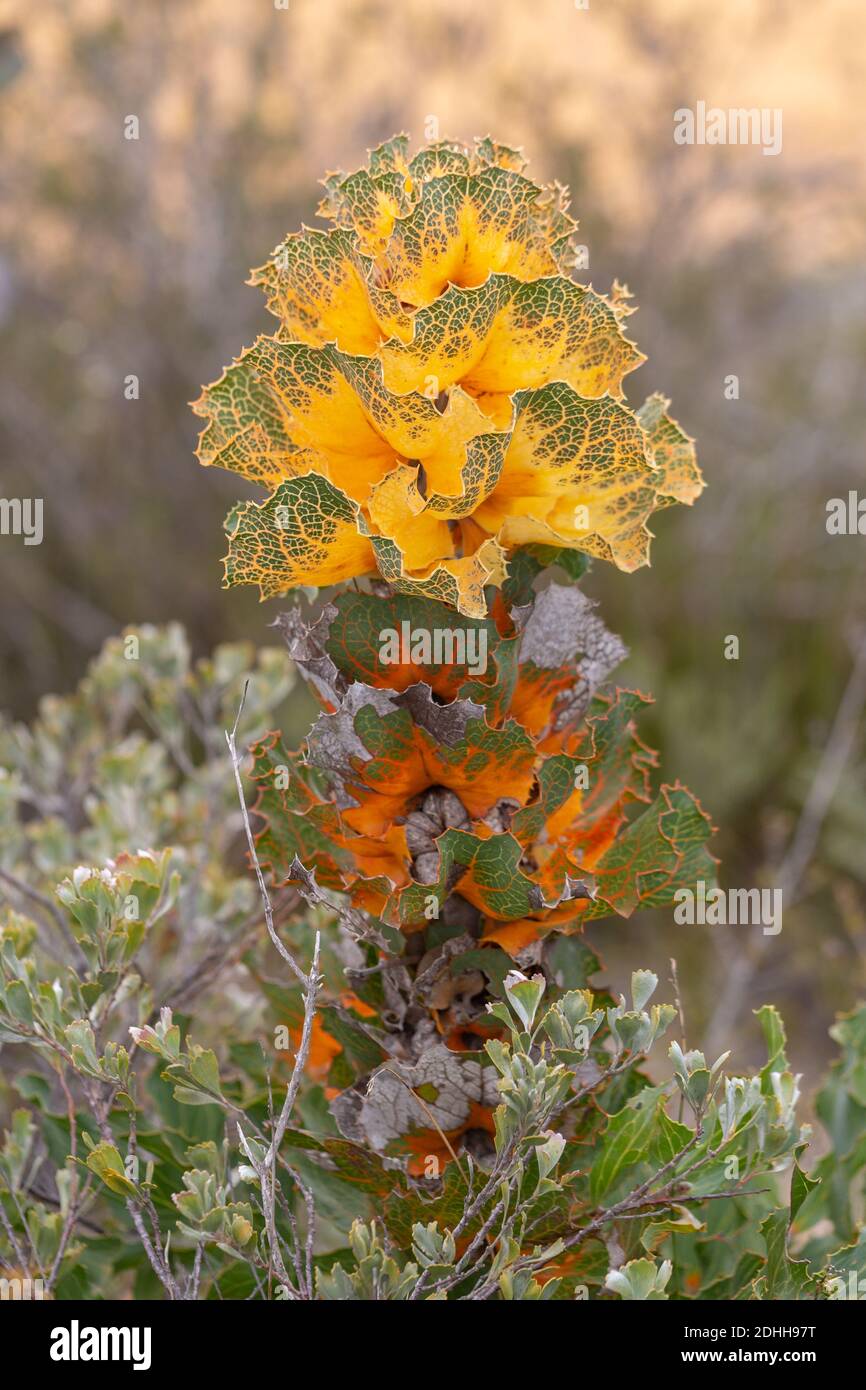 Foliage of the endemic Royal Hakea (Hakea Victoria) in the Fitzgerald ...