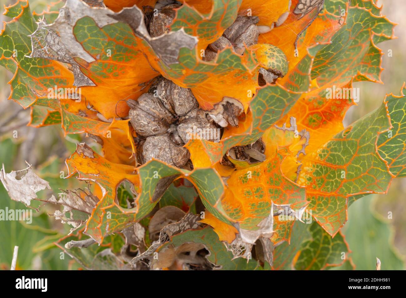 Foliage of the endemic Royal Hakea (Hakea Victoria) in the Fitzgerald ...