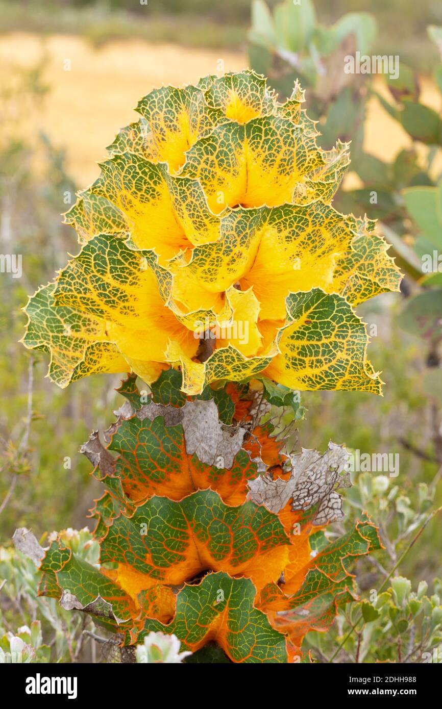 Foliage of the endemic Royal Hakea (Hakea Victoria) in the Fitzgerald ...