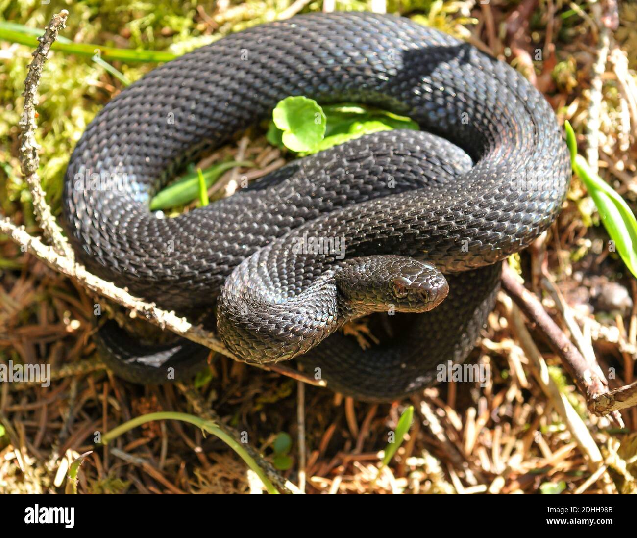 common adder, black adder, vipera berus in austria Stock Photo - Alamy
