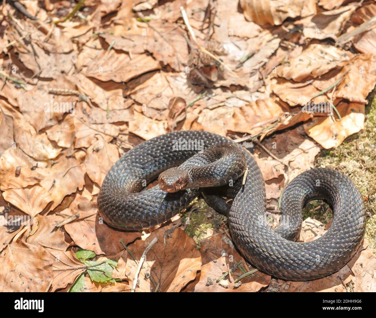 common adder, black adder, vipera berus in austria Stock Photo - Alamy