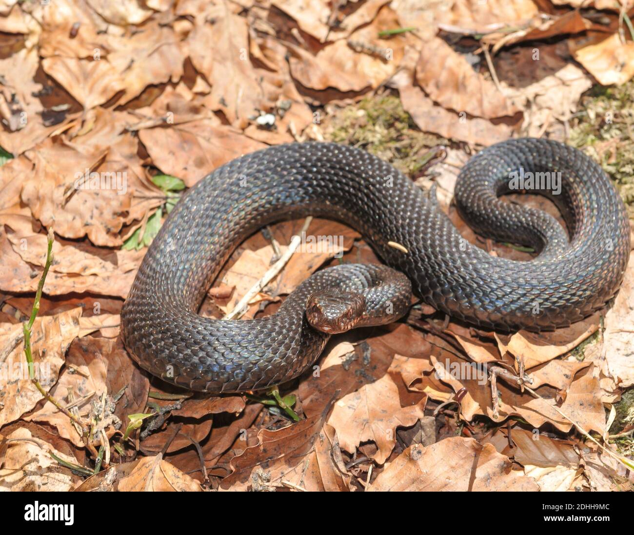 common adder, black adder, vipera berus in austria Stock Photo - Alamy