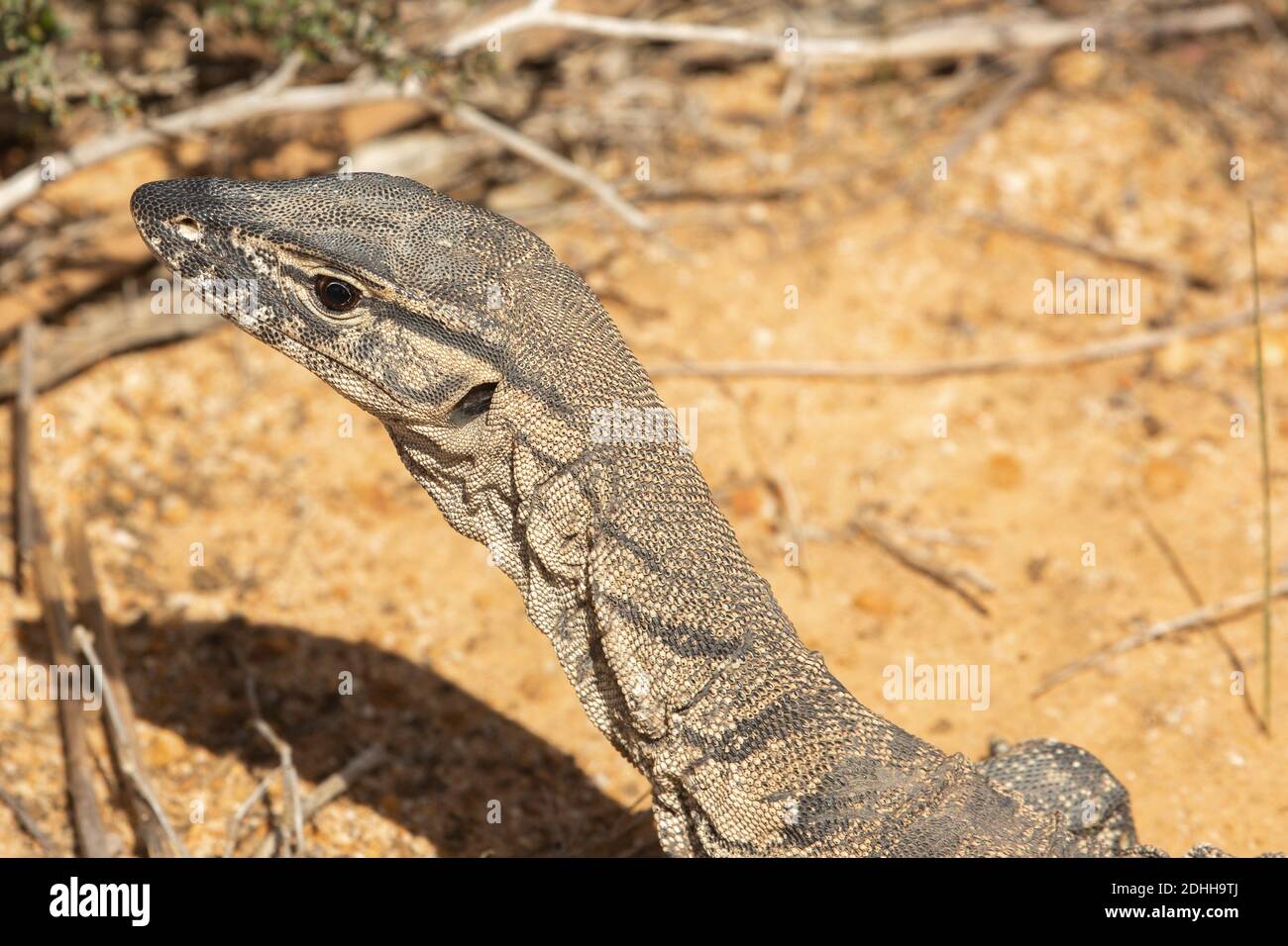 Rosenbergs Monitor (Varanus rosenbergi) seen west of Ravensthorpe in ...