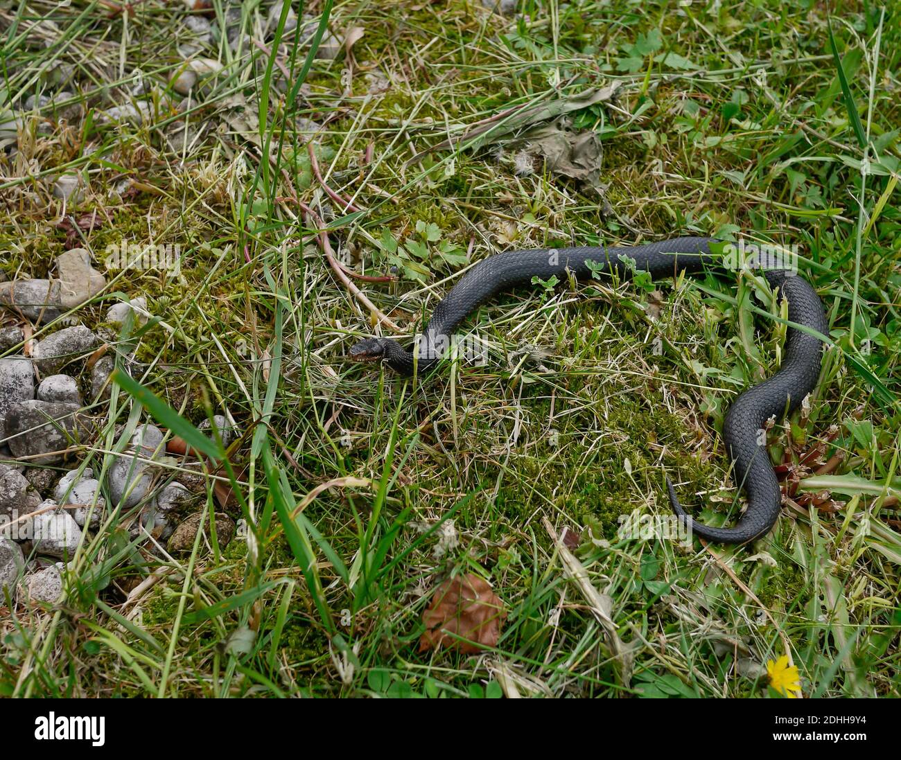 common adder, black adder, vipera berus in austria Stock Photo - Alamy
