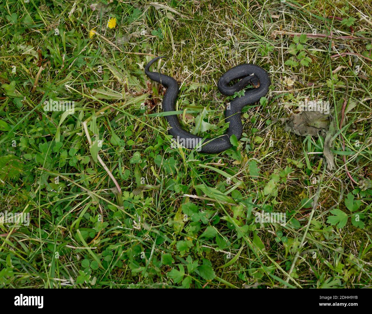 common adder, black adder, vipera berus in austria Stock Photo - Alamy