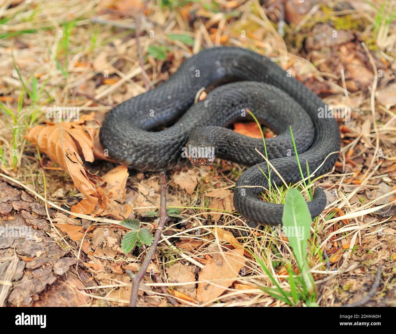 common adder, black adder, vipera berus in austria Stock Photo - Alamy