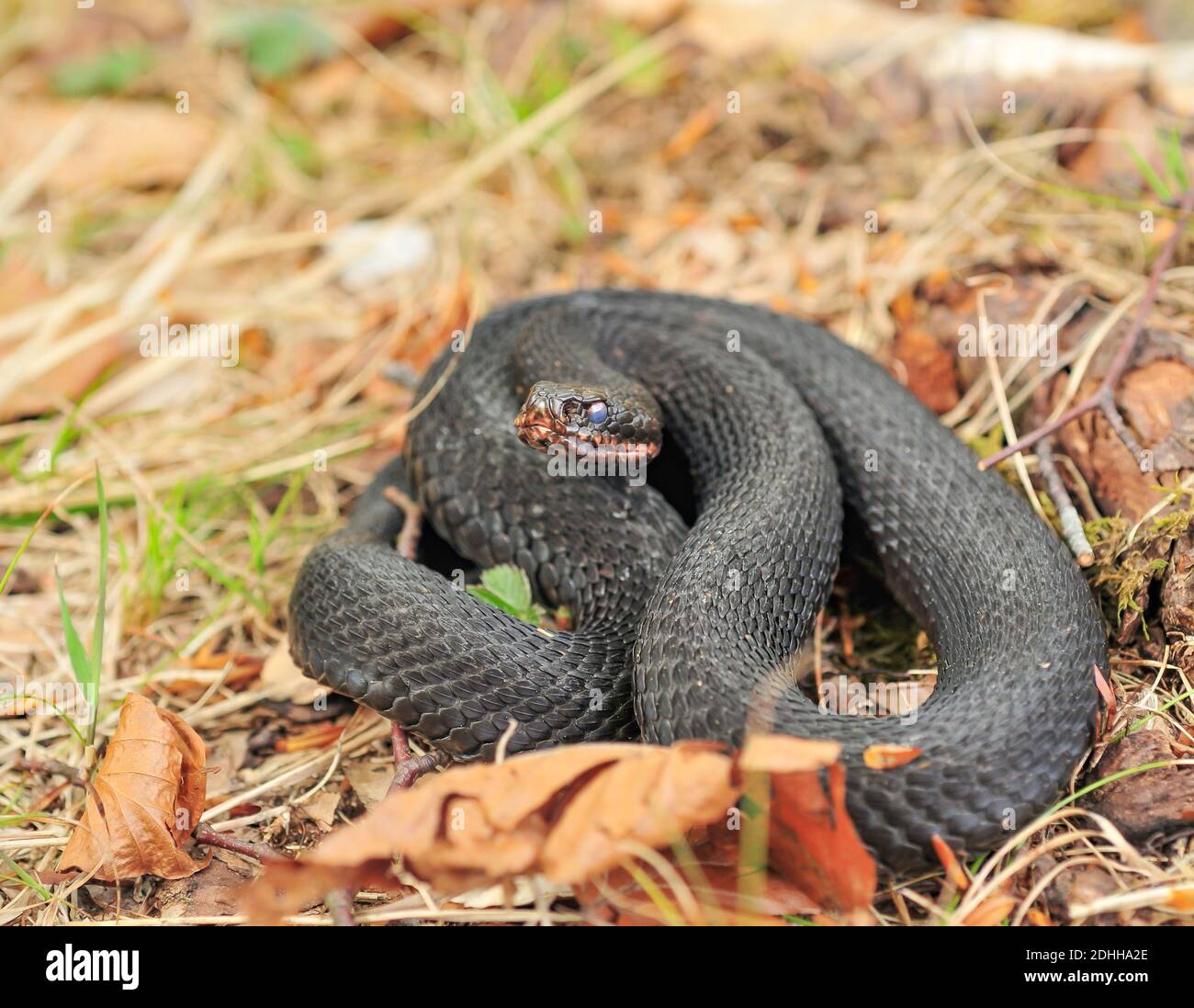 common adder, black adder, vipera berus in austria Stock Photo - Alamy