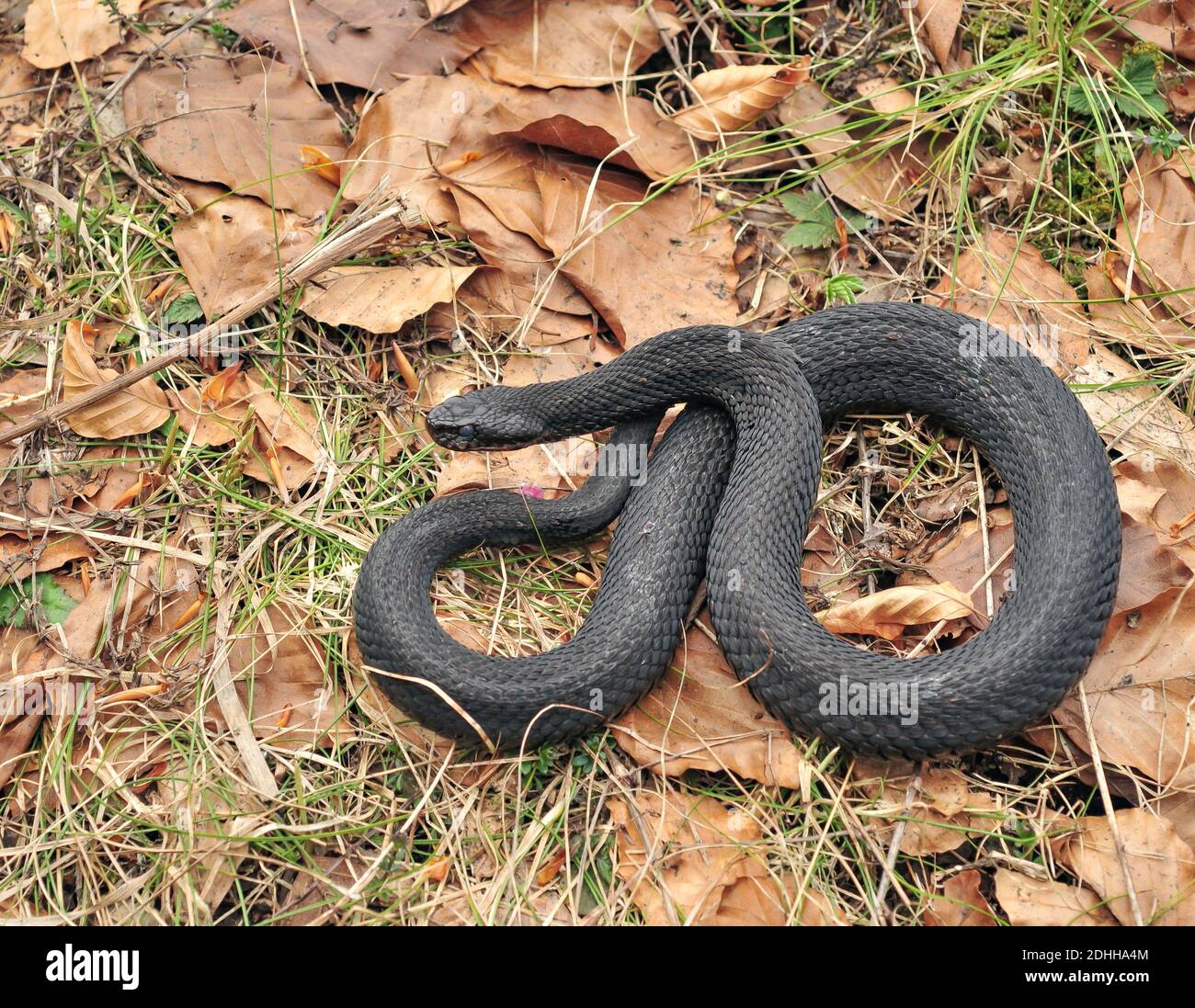 Vipera Berus Alps High Resolution Stock Photography and Images - Alamy