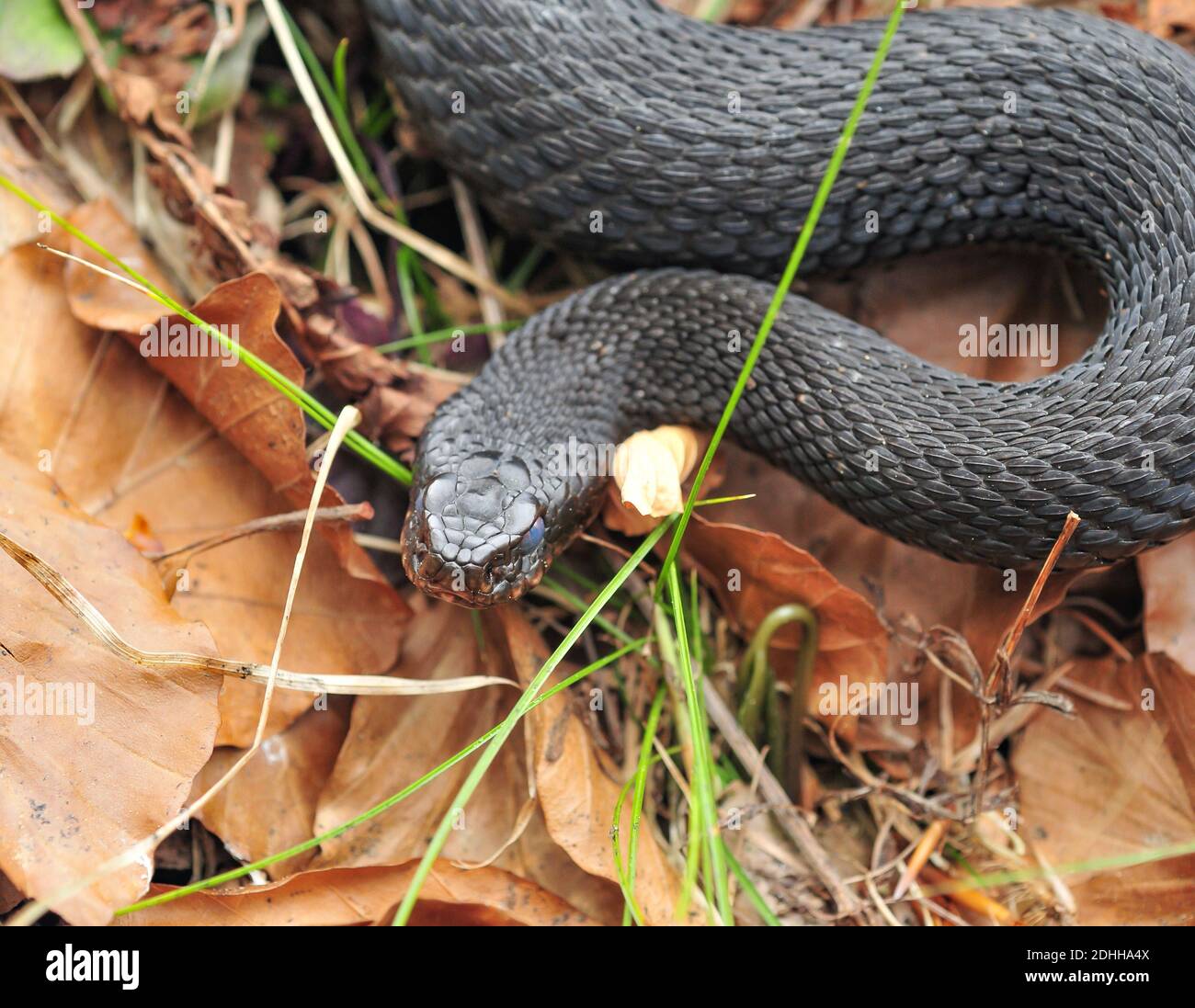 common adder, black adder, vipera berus in austria Stock Photo - Alamy