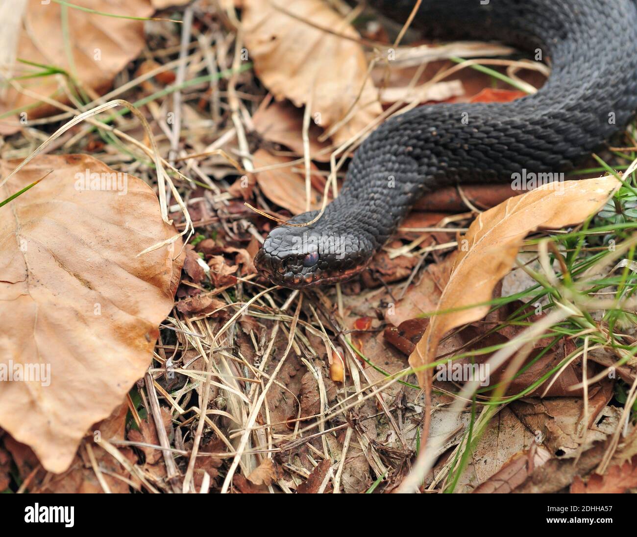 common adder, black adder, vipera berus in austria Stock Photo - Alamy