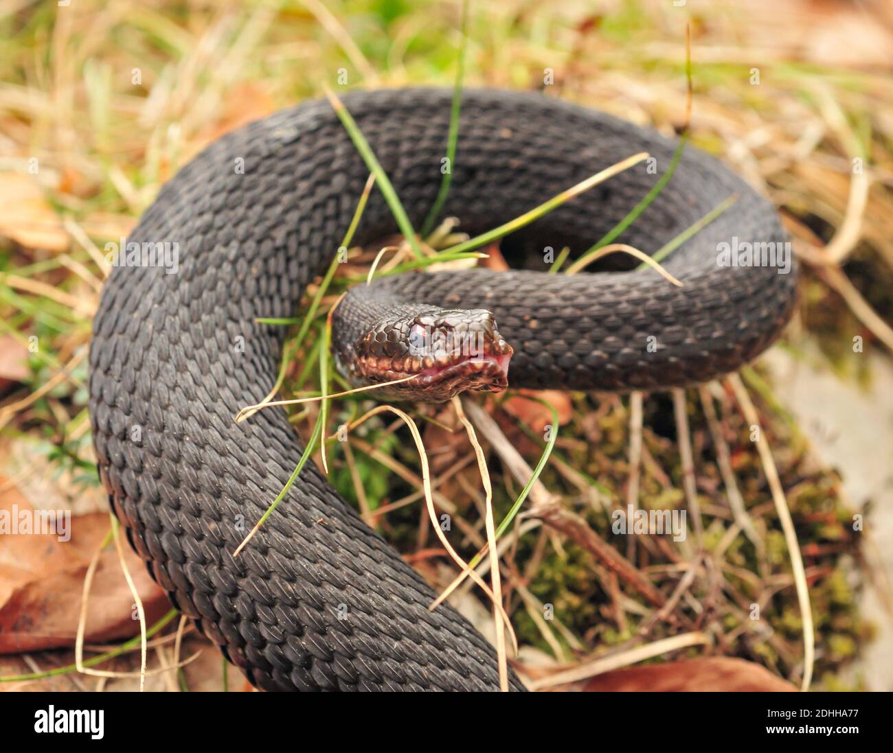 common adder, black adder, vipera berus in austria Stock Photo - Alamy
