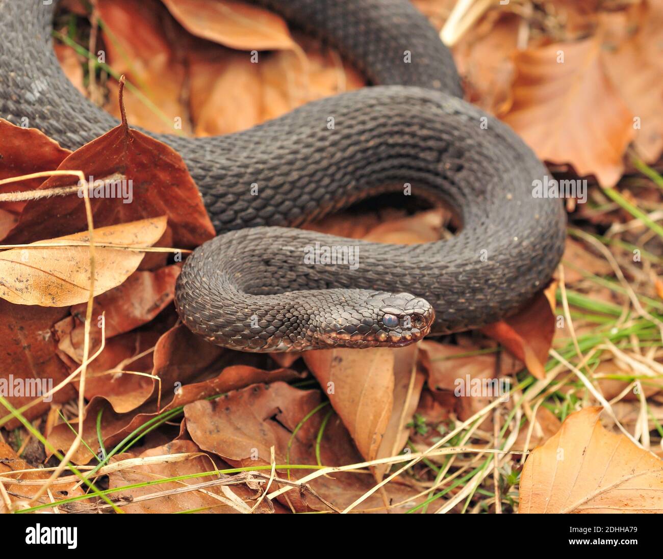 common adder, black adder, vipera berus in austria Stock Photo - Alamy