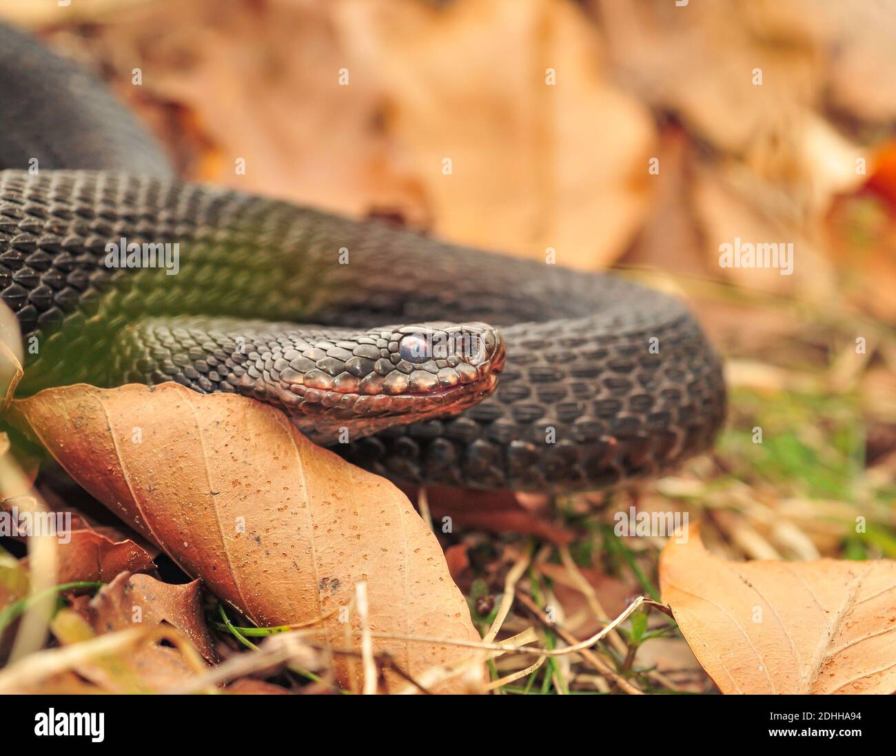 common adder, black adder, vipera berus in austria Stock Photo - Alamy