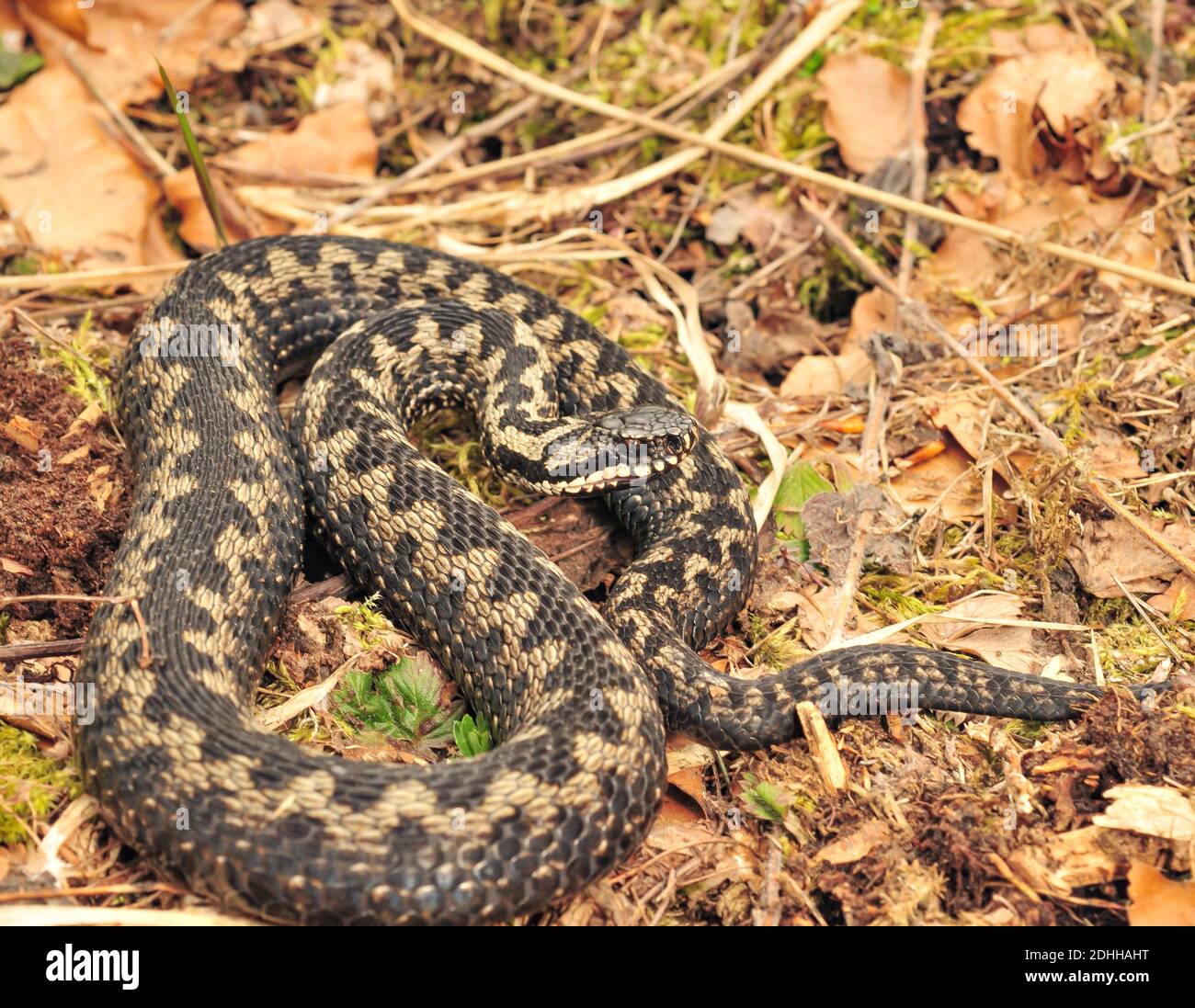 common adder, vipera berus in austria Stock Photo - Alamy
