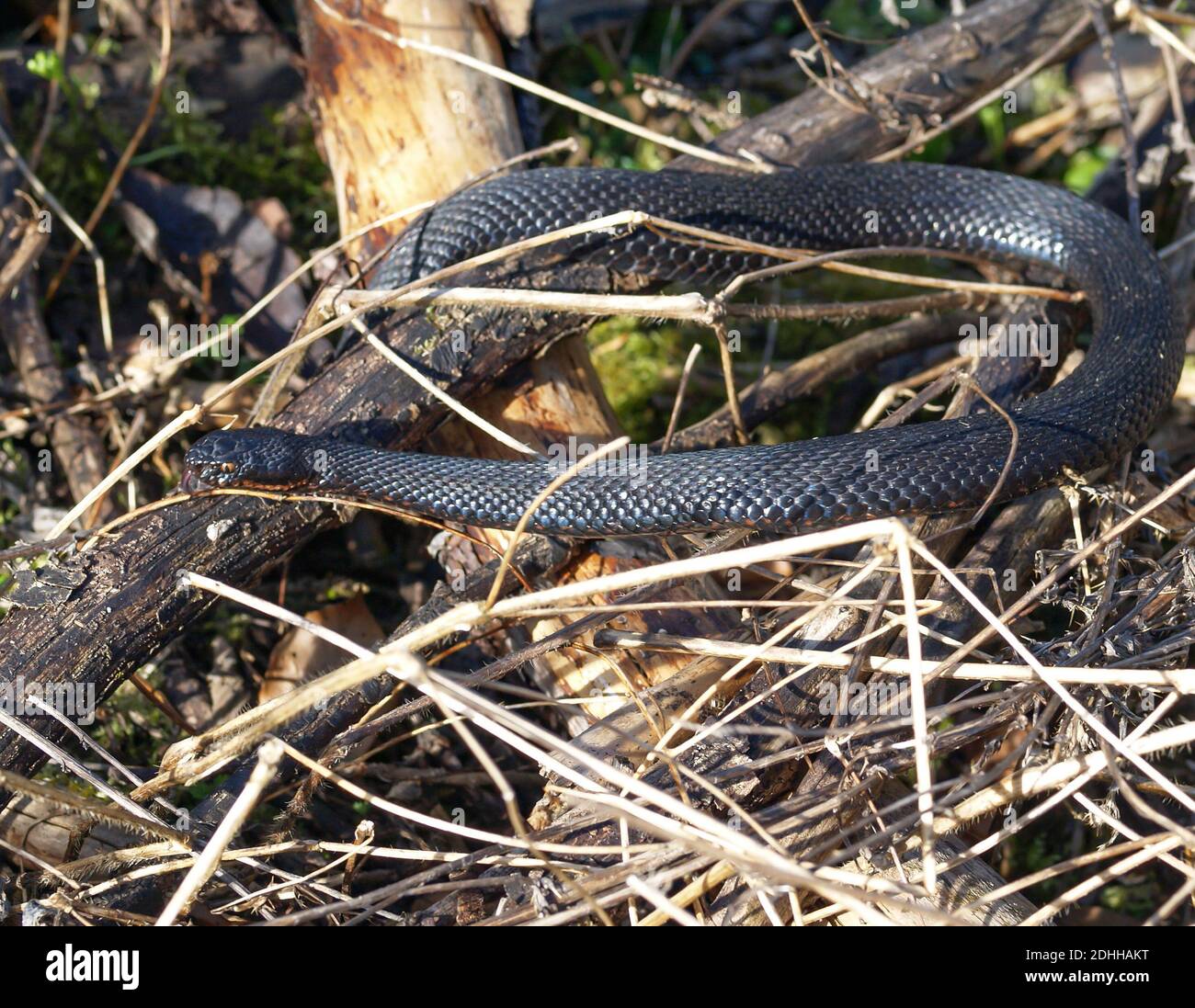 Vipera berus alps hi-res stock photography and images - Alamy