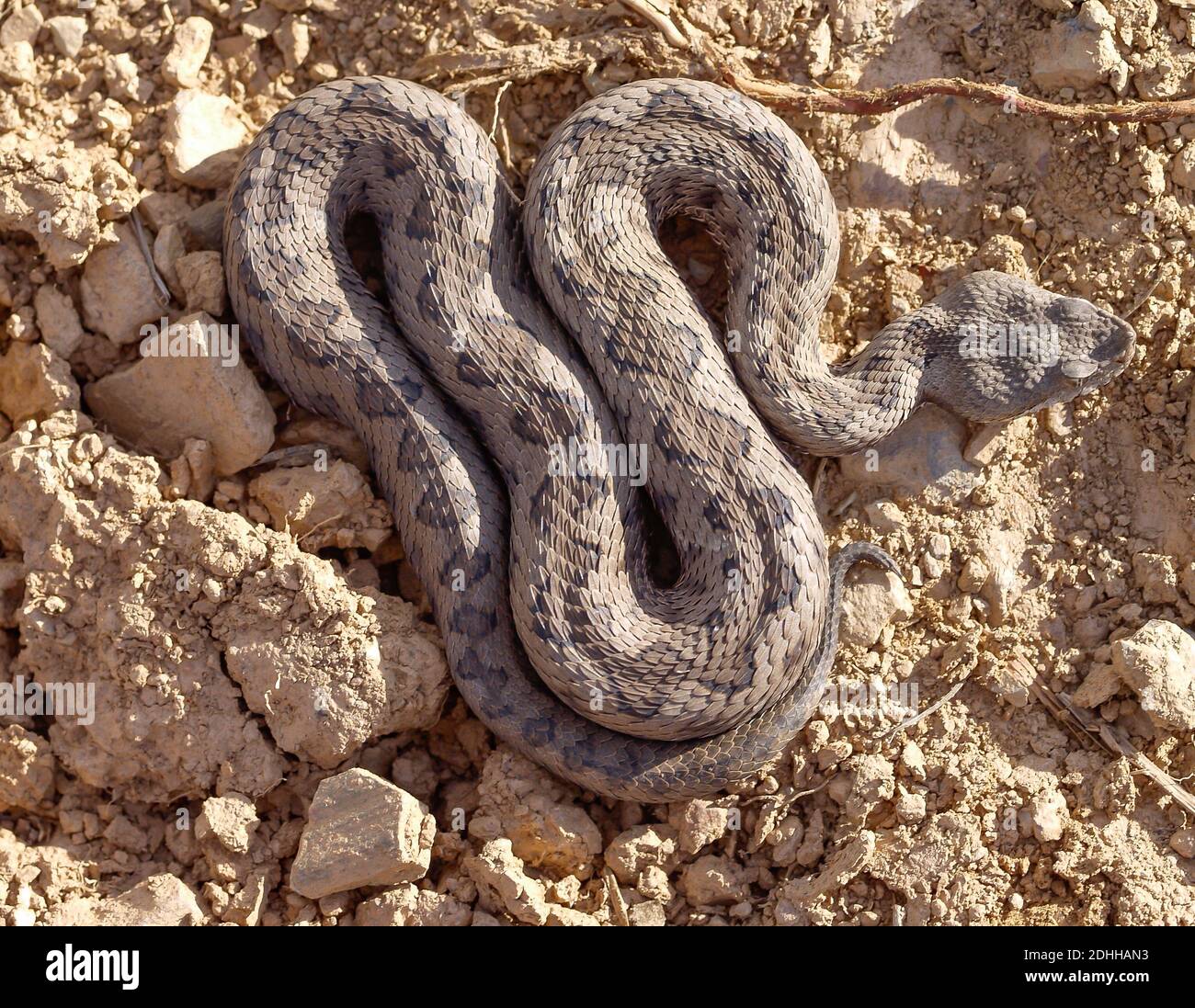 snup nosed adder, Vipera latastei in spain Stock Photo - Alamy