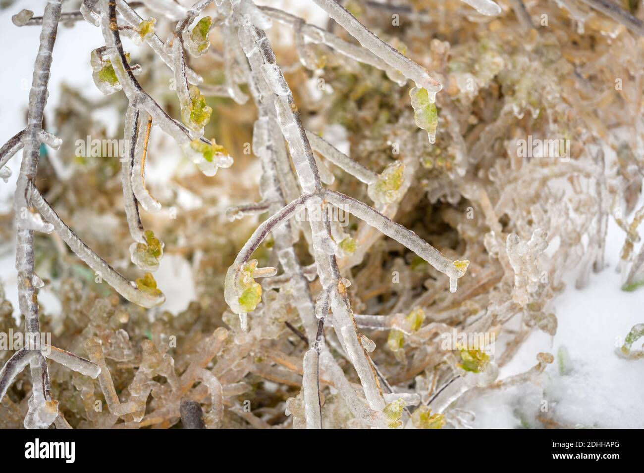Trees are covered with a crust of ice after icy rain. Natural disaster ...